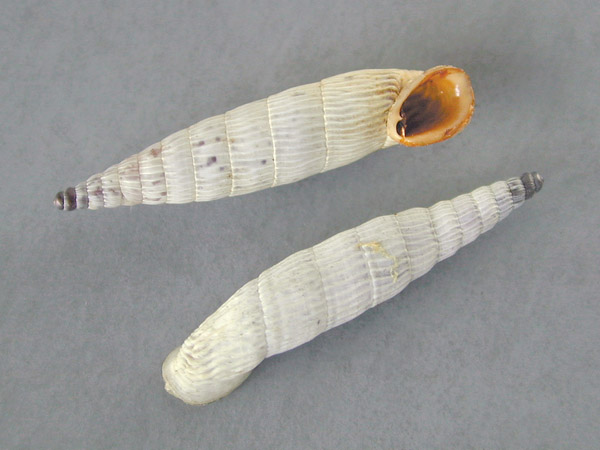 ギャラリー | 鳥羽水族館公式ホームページ