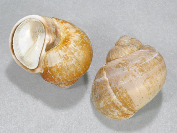 ギャラリー | 鳥羽水族館公式ホームページ