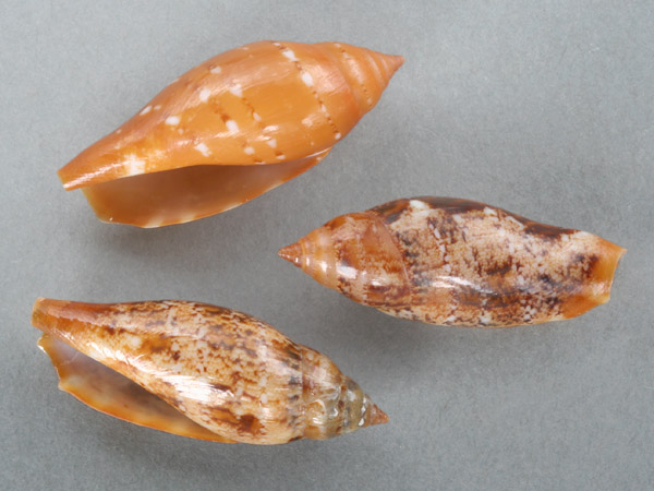 ギャラリー | 鳥羽水族館公式ホームページ