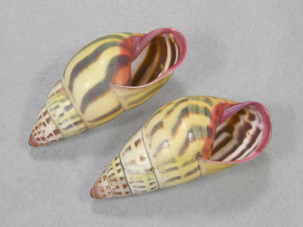 ギャラリー | 鳥羽水族館公式ホームページ