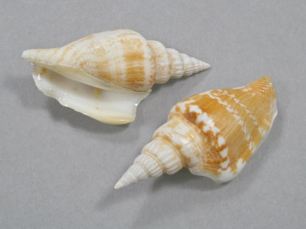 ギャラリー | 鳥羽水族館公式ホームページ