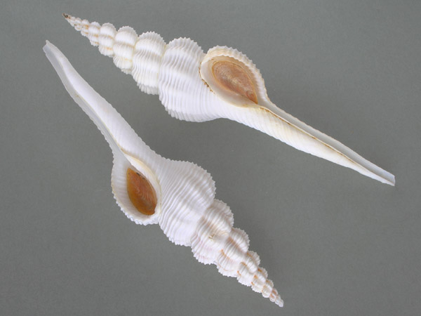 ギャラリー | 鳥羽水族館公式ホームページ