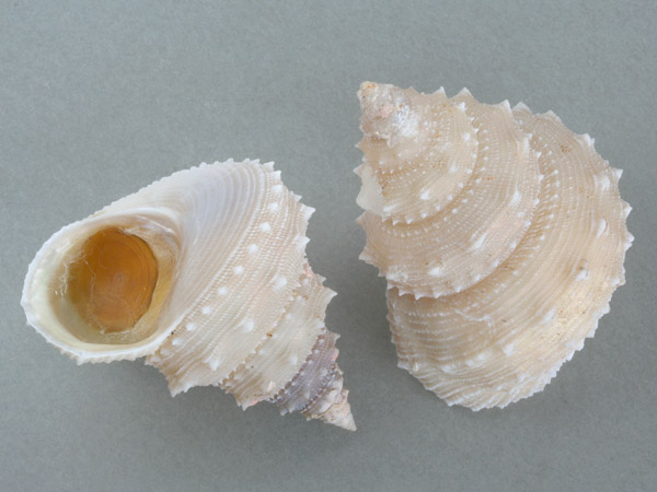 ギャラリー | 鳥羽水族館公式ホームページ