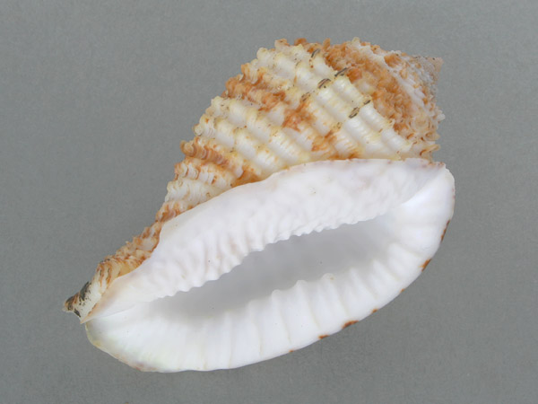 ギャラリー | 鳥羽水族館公式ホームページ