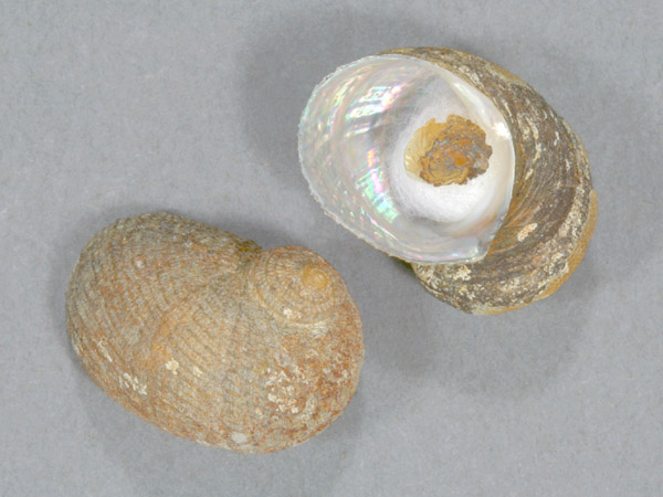 ギャラリー | 鳥羽水族館公式ホームページ