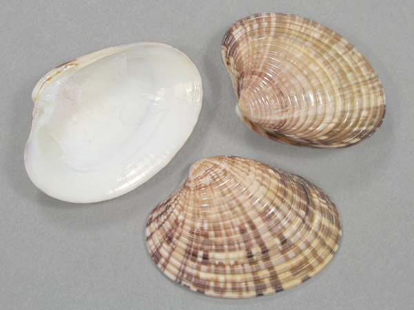 ギャラリー | 鳥羽水族館公式ホームページ