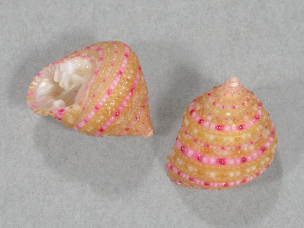 ギャラリー | 鳥羽水族館公式ホームページ