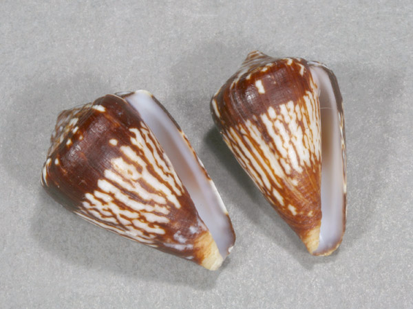 ギャラリー | 鳥羽水族館公式ホームページ