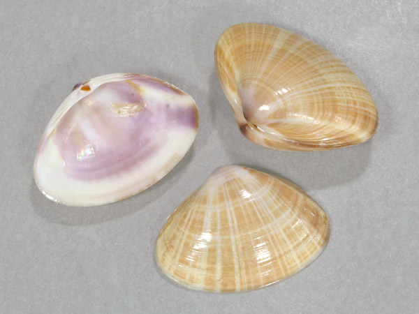 ギャラリー | 鳥羽水族館公式ホームページ