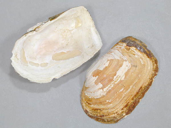 ギャラリー | 鳥羽水族館公式ホームページ