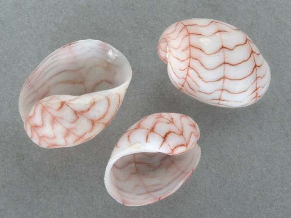 ギャラリー | 鳥羽水族館公式ホームページ