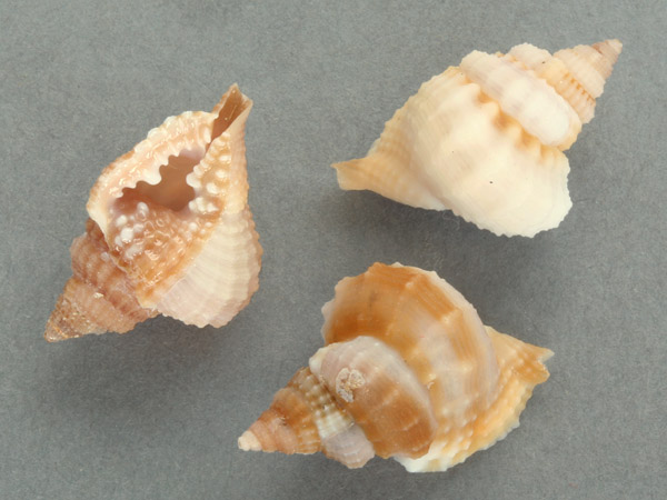 ギャラリー | 鳥羽水族館公式ホームページ