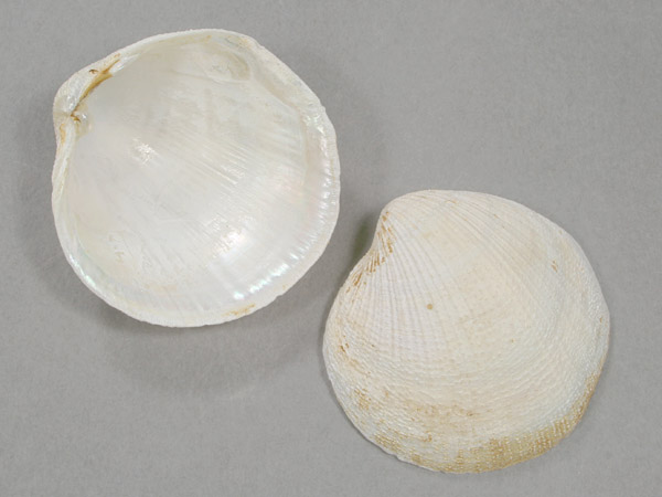 ギャラリー | 鳥羽水族館公式ホームページ