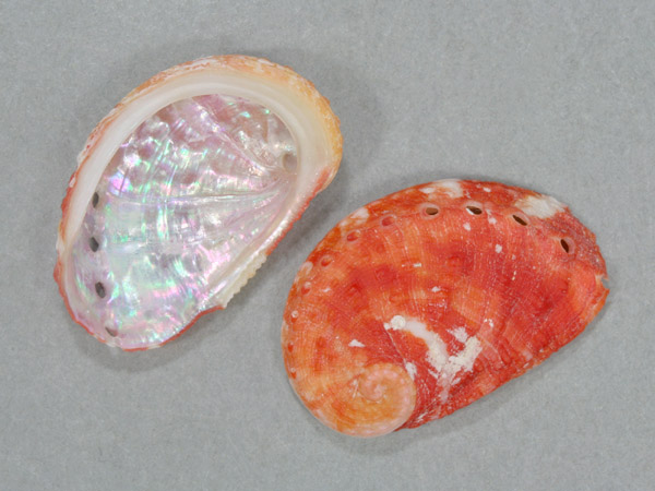 ギャラリー | 鳥羽水族館公式ホームページ