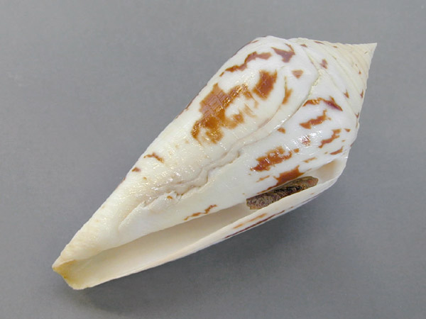 ギャラリー | 鳥羽水族館公式ホームページ