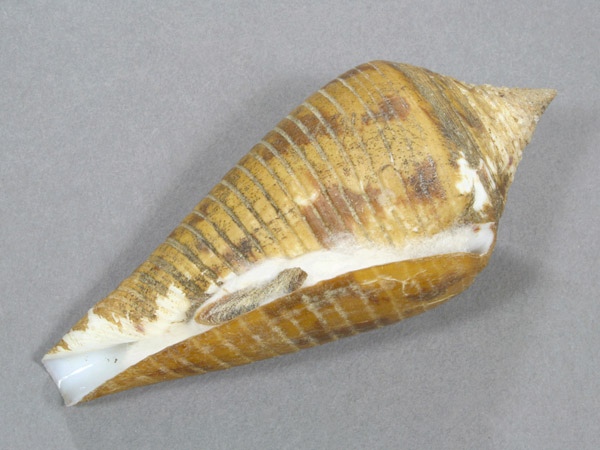 ギャラリー | 鳥羽水族館公式ホームページ