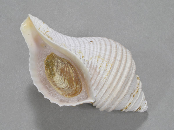 ギャラリー | 鳥羽水族館公式ホームページ