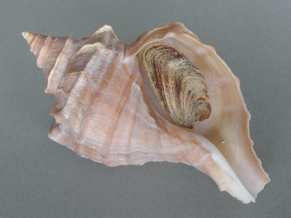 ギャラリー | 鳥羽水族館公式ホームページ