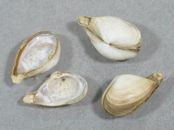 ギャラリー | 鳥羽水族館公式ホームページ