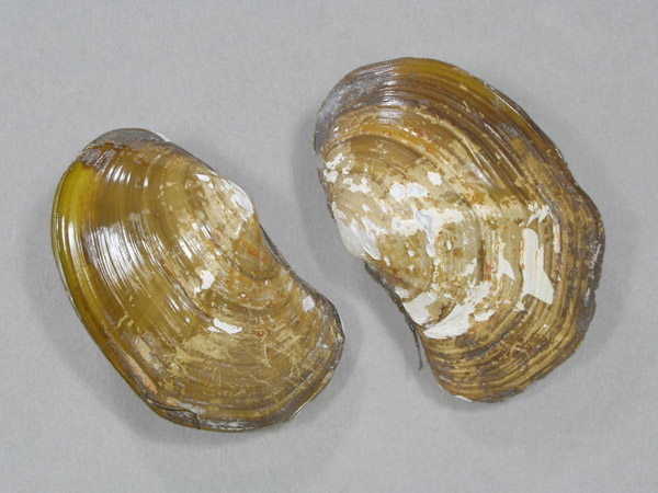 ギャラリー | 鳥羽水族館公式ホームページ