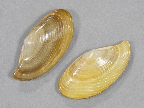 ギャラリー | 鳥羽水族館公式ホームページ