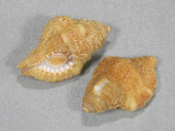 ギャラリー | 鳥羽水族館公式ホームページ