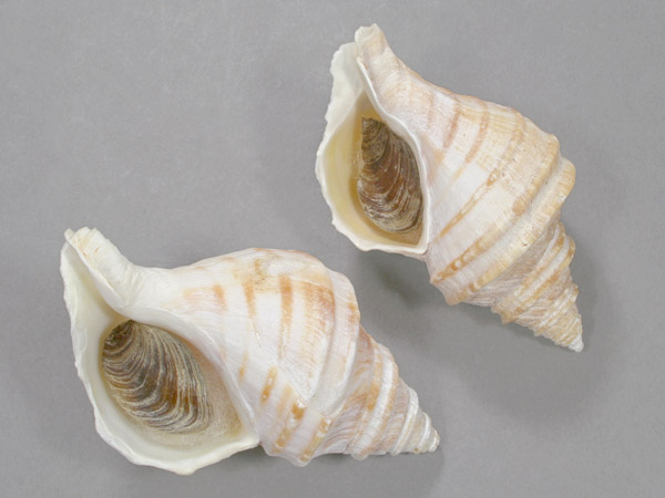 ギャラリー | 鳥羽水族館公式ホームページ