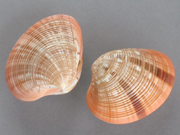 ギャラリー | 鳥羽水族館公式ホームページ