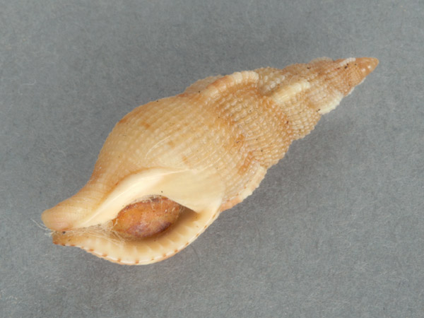 ギャラリー | 鳥羽水族館公式ホームページ