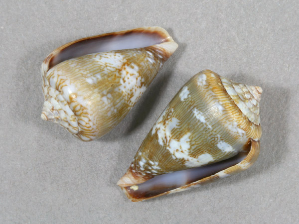 ギャラリー | 鳥羽水族館公式ホームページ