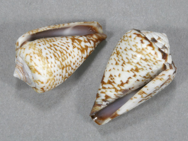 ギャラリー | 鳥羽水族館公式ホームページ