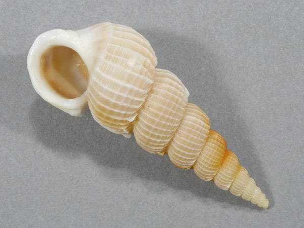 ギャラリー | 鳥羽水族館公式ホームページ