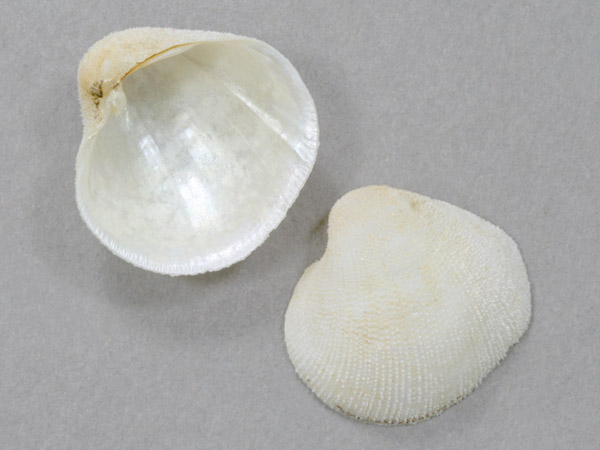 ギャラリー | 鳥羽水族館公式ホームページ