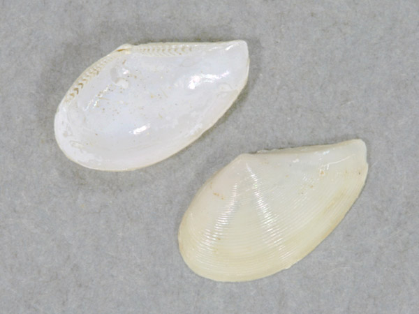 ギャラリー | 鳥羽水族館公式ホームページ