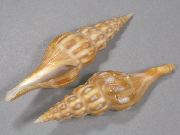 ギャラリー | 鳥羽水族館公式ホームページ