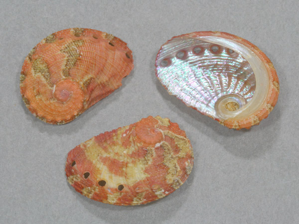 ギャラリー | 鳥羽水族館公式ホームページ