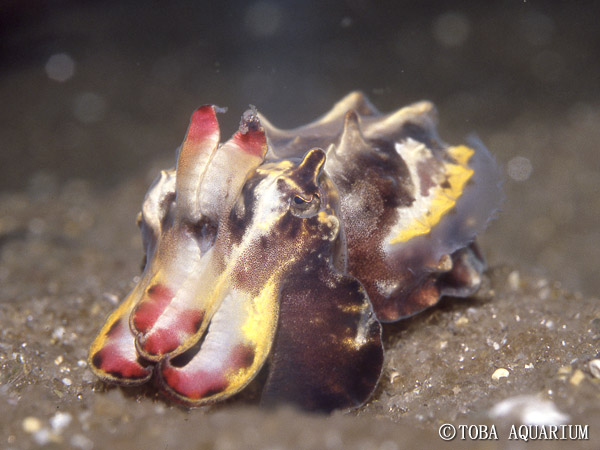 ギャラリー | 鳥羽水族館公式ホームページ
