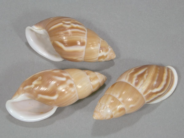 ギャラリー | 鳥羽水族館公式ホームページ