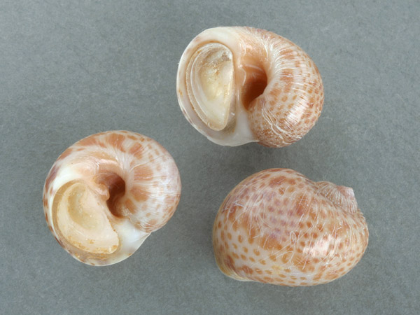 ギャラリー | 鳥羽水族館公式ホームページ