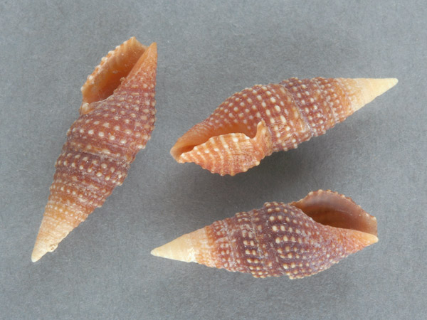 ギャラリー | 鳥羽水族館公式ホームページ