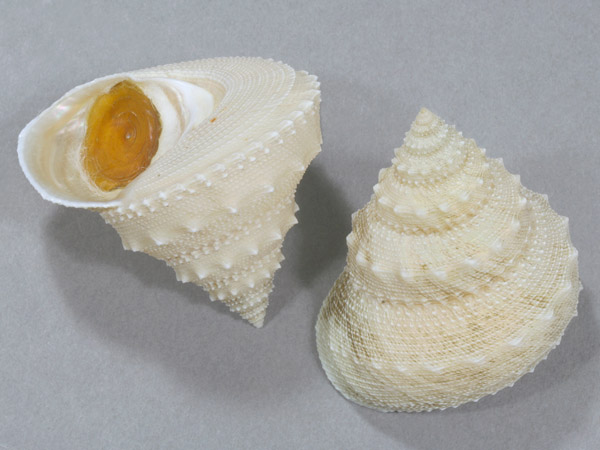 ギャラリー | 鳥羽水族館公式ホームページ