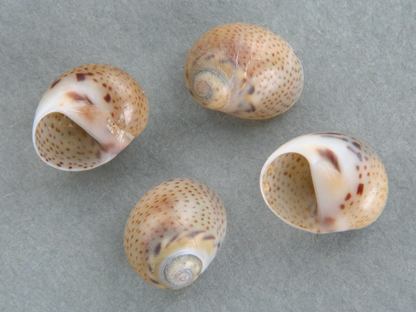 ギャラリー | 鳥羽水族館公式ホームページ