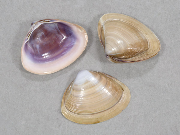 ギャラリー | 鳥羽水族館公式ホームページ