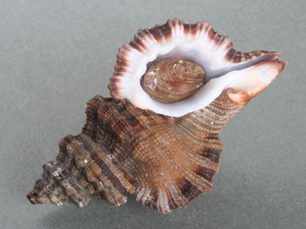 ギャラリー | 鳥羽水族館公式ホームページ