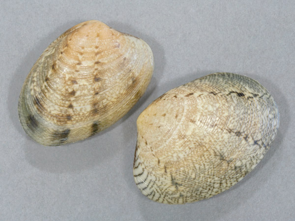 ギャラリー | 鳥羽水族館公式ホームページ