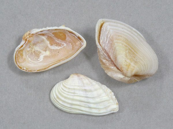 ギャラリー | 鳥羽水族館公式ホームページ