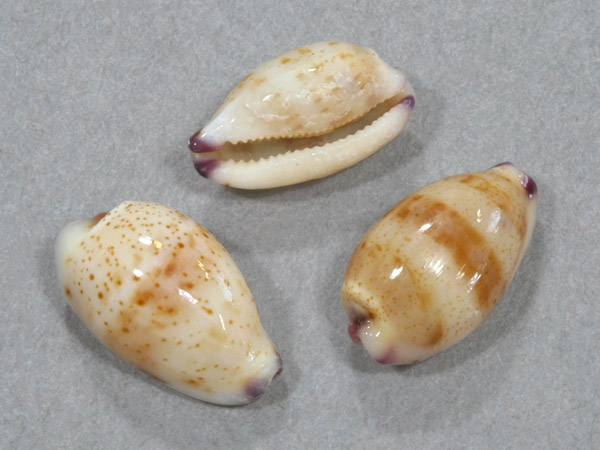 ギャラリー | 鳥羽水族館公式ホームページ