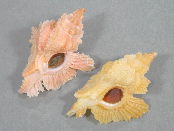 ギャラリー | 鳥羽水族館公式ホームページ