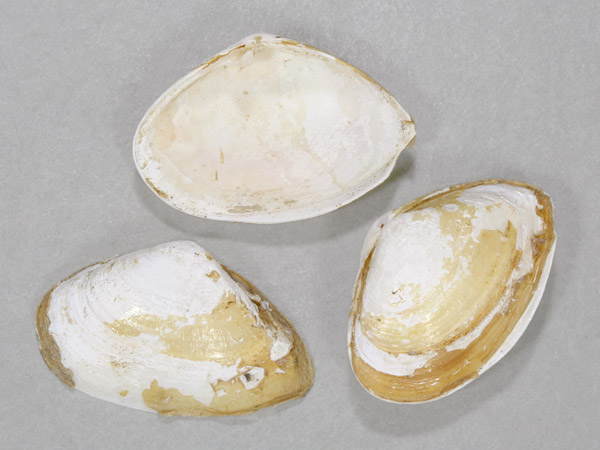 ギャラリー | 鳥羽水族館公式ホームページ