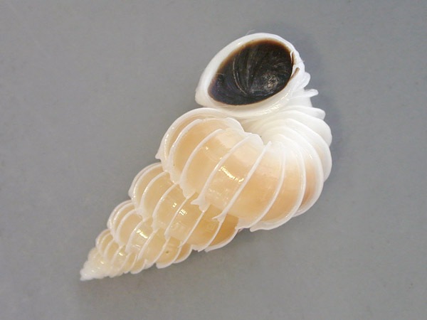 ギャラリー | 鳥羽水族館公式ホームページ